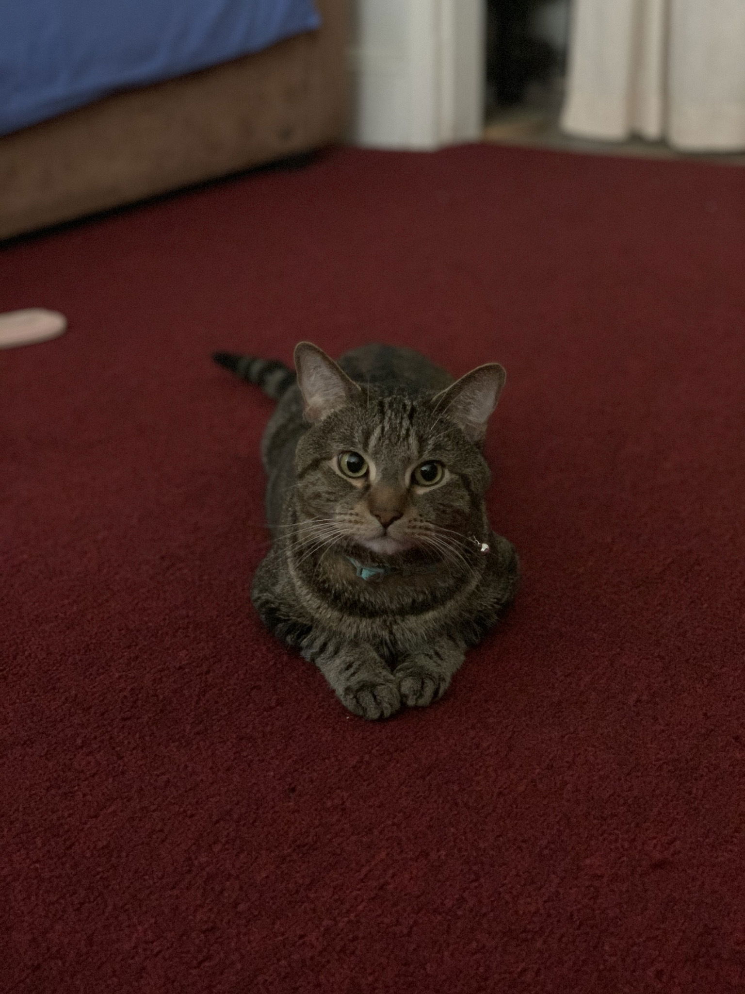 Introducing crisdy:All You Need to Know About the Onlyfans Model